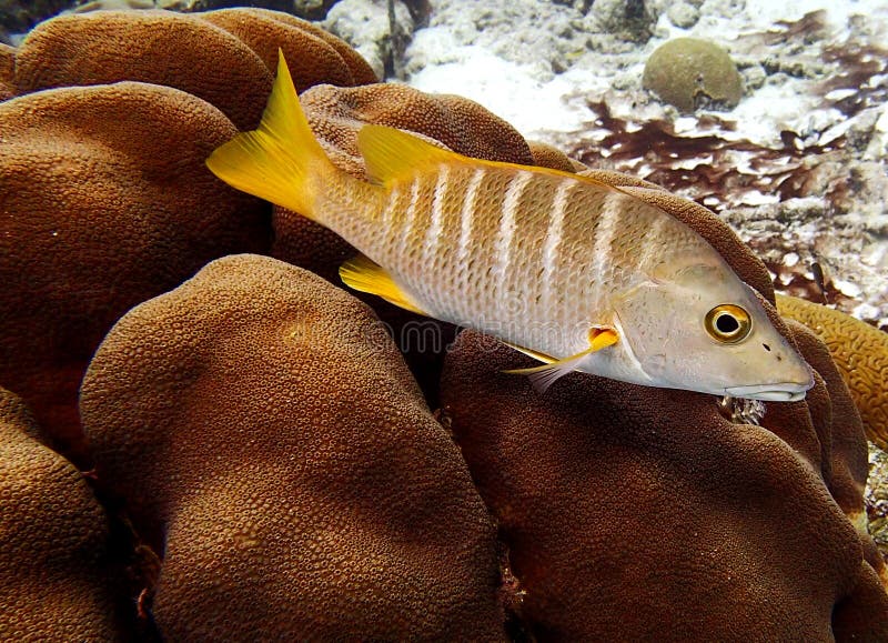 Schulleiter-Rotbarsch Lutjanus Apodus Stockbild - Bild von ...
