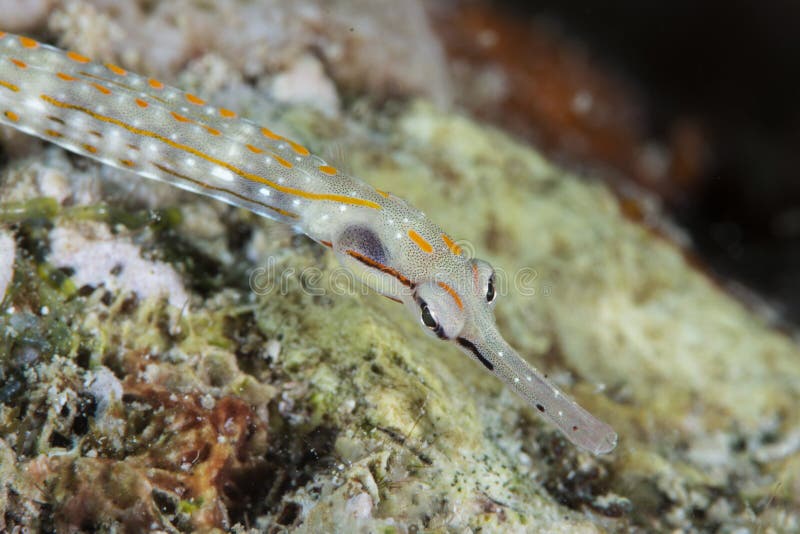 Schultz pipefish , red sea stock photo. Image of pipefish - 197175276