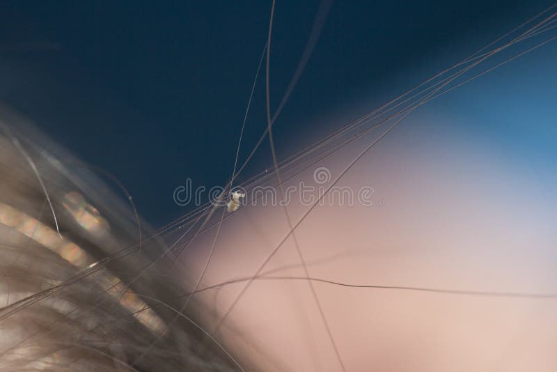 Schuppe stockbild. Bild von nissen, leuchte, plage, wolke - 23263395