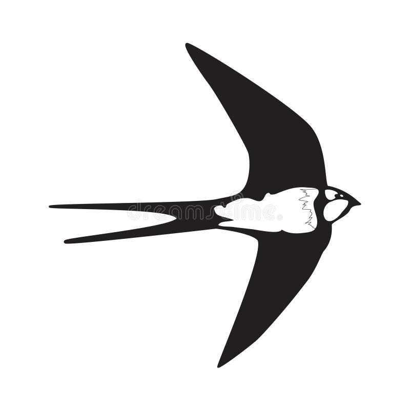Schwalbenentwurf. Einzelne Schwalbe Auf Weißem Hintergrund Vektor ...
