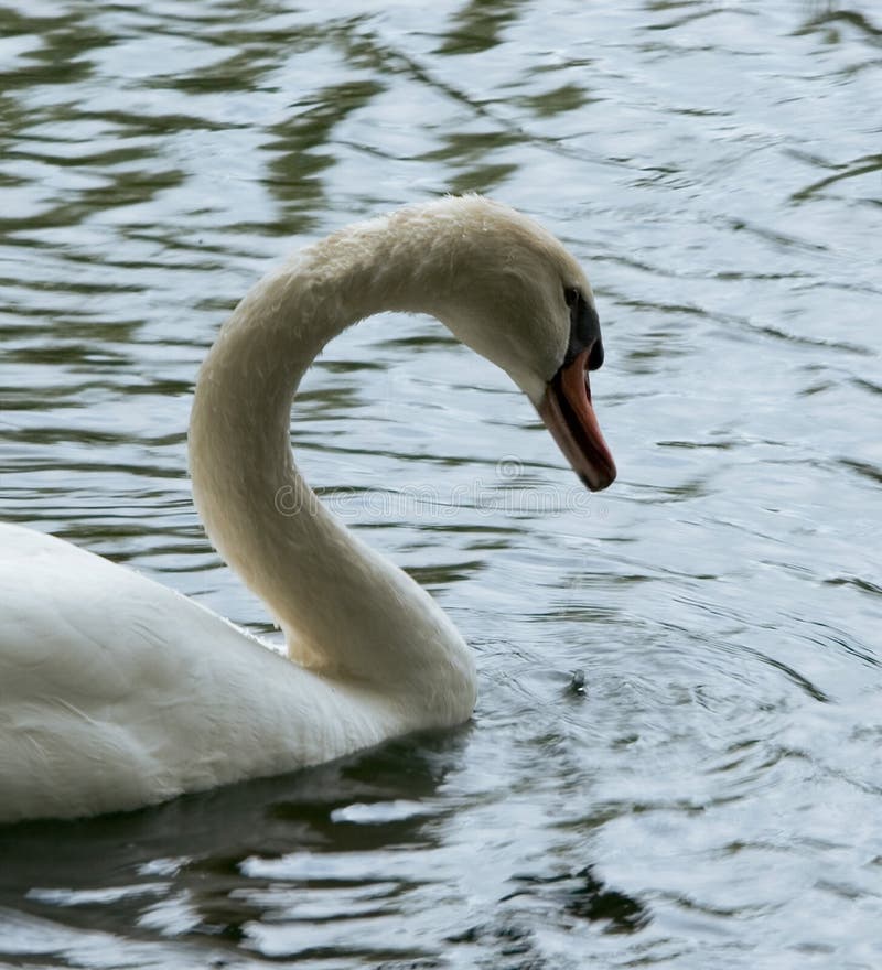 Schwan stockfoto. Bild von ruhe, ruhig, schwan, würdevoll - 1168152