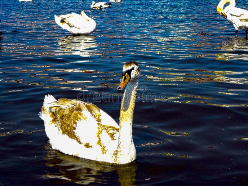 Schwan stockfoto. Bild von schwan, europa, blau, reise - 117305428