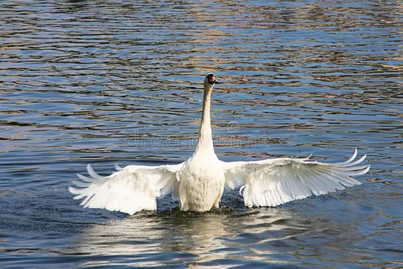 Schwan stockfoto. Bild von gefiedert, schönheit, gekurvt - 11823660