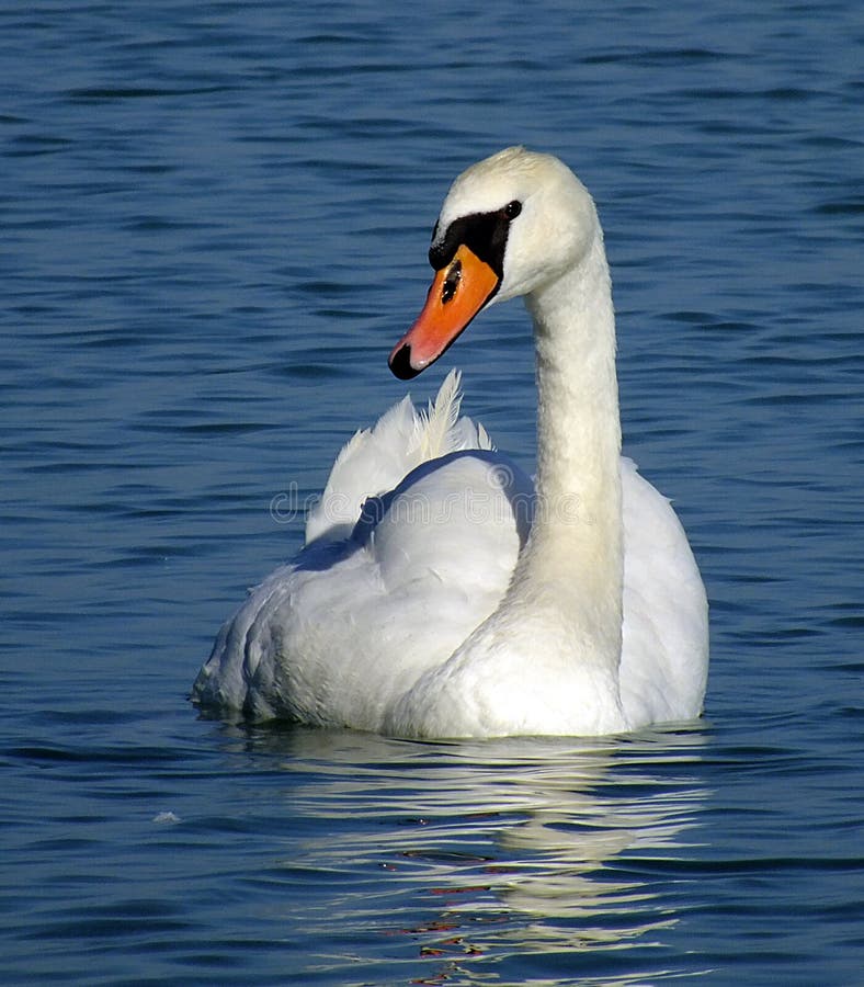 Schwan stockfoto. Bild von nave, quaken, wild, jahreszeit - 55227260