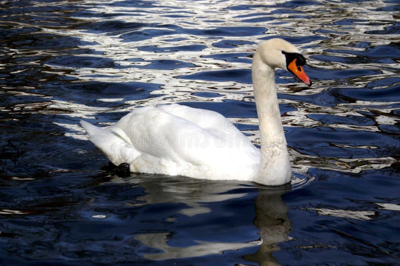 Schwan stockbild. Bild von blau, lang, tier, wild, wasser - 641395