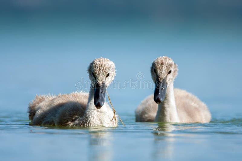 Swan Und Seine Babys Im Donaudelta Stockfoto - Bild von purpurrot, rosa ...