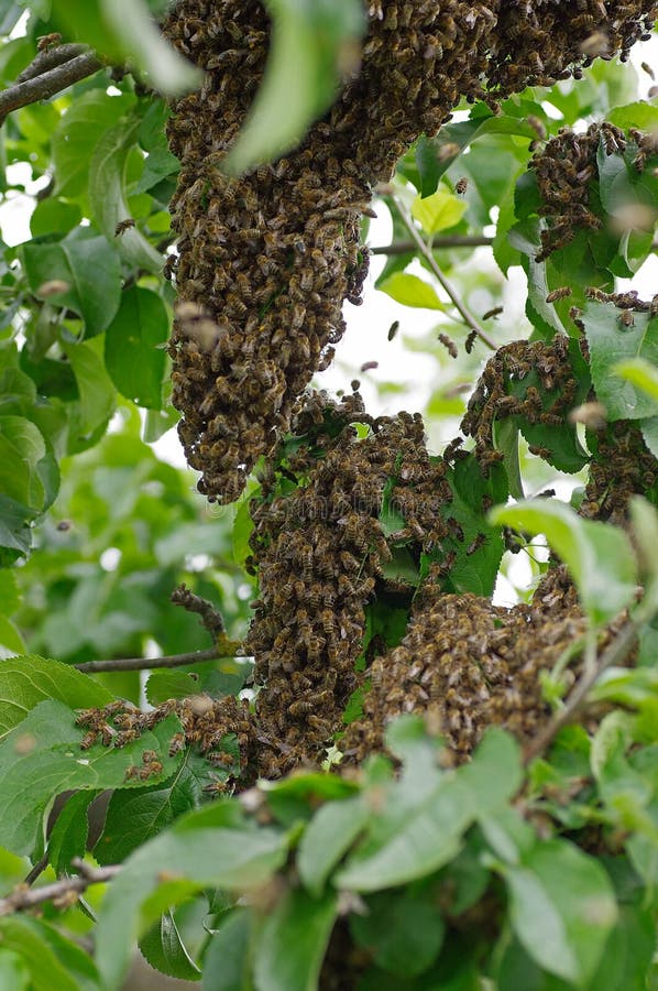 Schwarm der Bienen stockbild. Bild von nest, wespe, angesammelt - 9760237