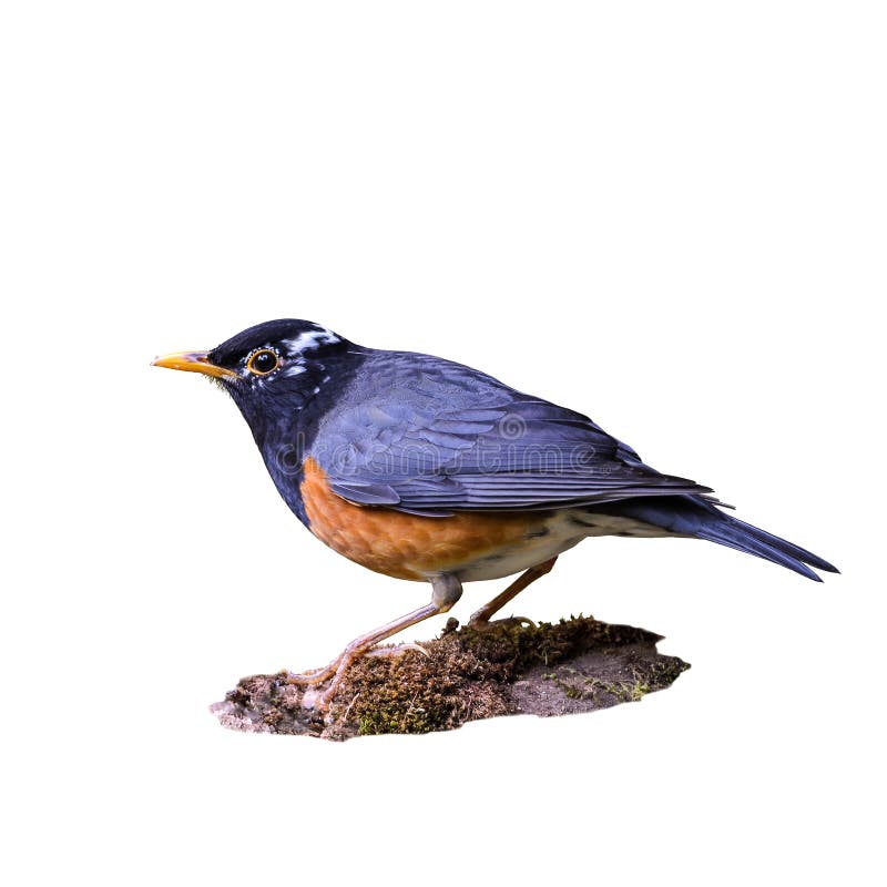 Schwarz--breasted Drossel Oder Turdus Dissimilis Stockbild - Bild von ...