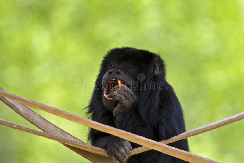 Schwarzer Affe Überzogenes Brüllaffe Alouatta Palliata Im ...
