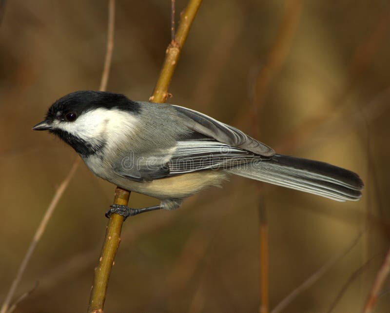 Schwarz-mit Einer Kappe Bedeckter Chickadee (Parus Atricapillus ...