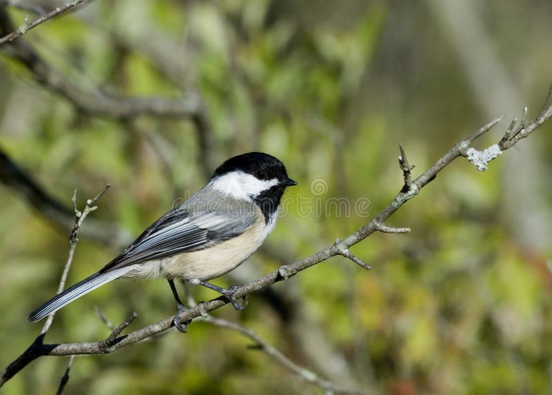 Schwarz-mit Einer Kappe Bedeckter Chickadee (Parus Atricapillus ...