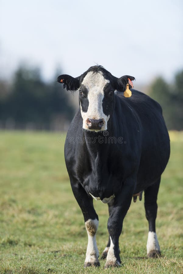Schwarze Angus-Kuh stockbild. Bild von angus, stier, vieh - 83387553