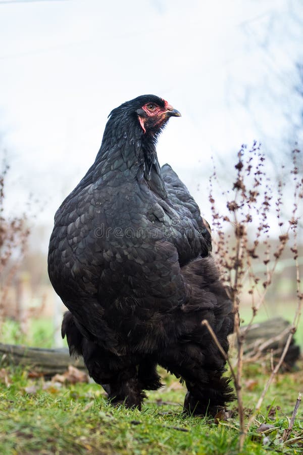 Brahma-Huhn, Das Korn Vom Boden Isst Stockbild - Bild von korn, winter ...