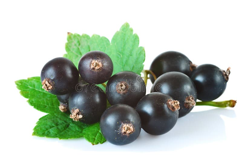 Schwarze Johannisbeeren stockfoto. Bild von beeren, diät - 20380372