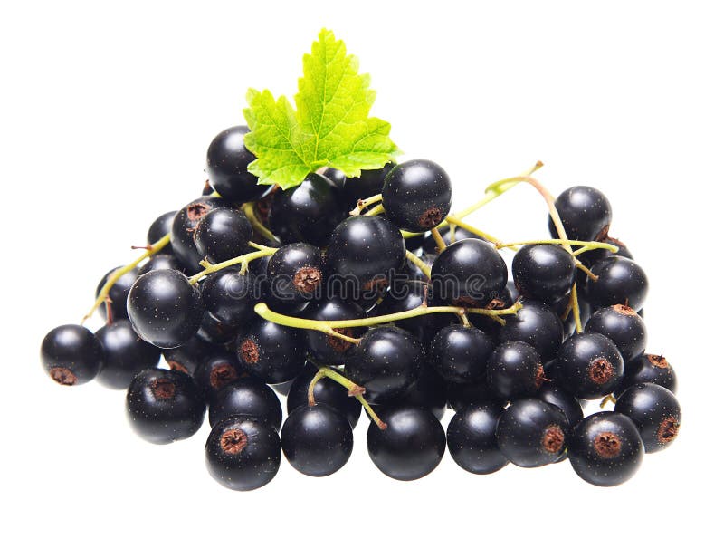 Schwarze Johannisbeeren Der Niederlassung Stockfoto - Bild von ...