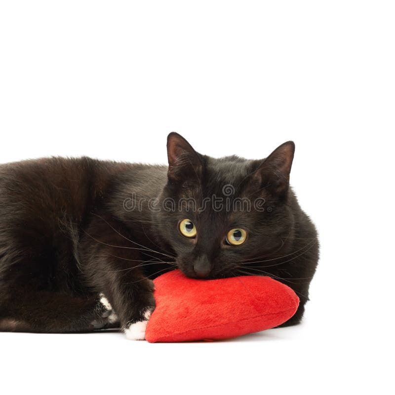 Schwarze Katze Und Rotes Herz Stockbild - Bild von auslegung, liebe ...