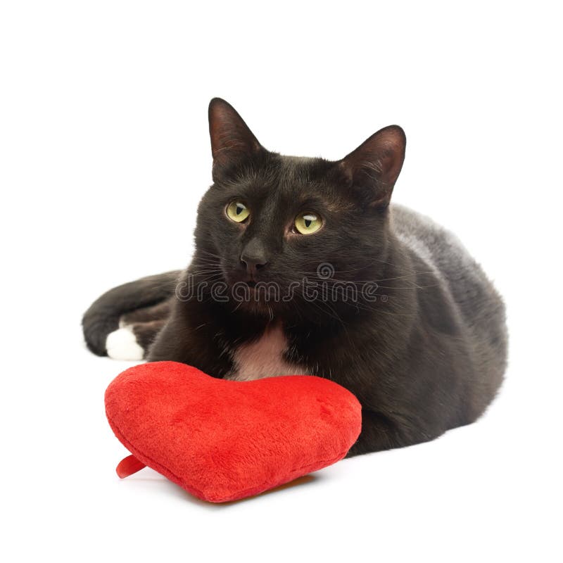 Schwarze Katze Und Rotes Herz Stockbild - Bild von hintergrund, glück ...