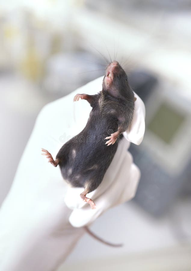 Schwarze Labormaus in Der Behandschuhten Hand Eines Wissenschaftlers ...