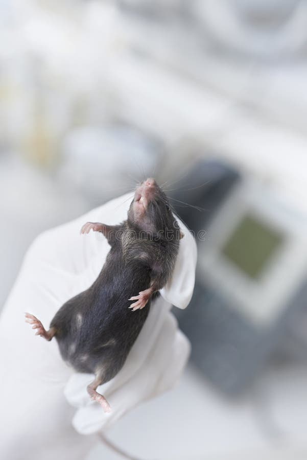 Schwarze Labormaus in Der Behandschuhten Hand Eines Wissenschaftlers ...