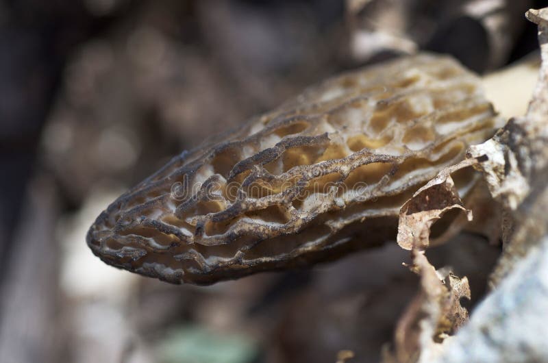 Schwarze Morchel-Pilz stockfoto. Bild von frech, blätter - 37863576