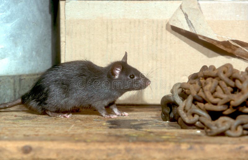 Schwarze Oder Schiffsratte, Rattus Rattus Stockbild - Bild von britisch ...