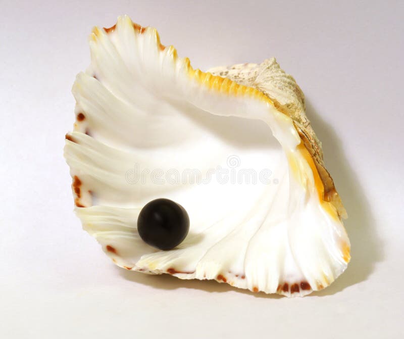 Schwarze Perle in Der Muschel Stockbild - Bild von getrennt, inseln ...