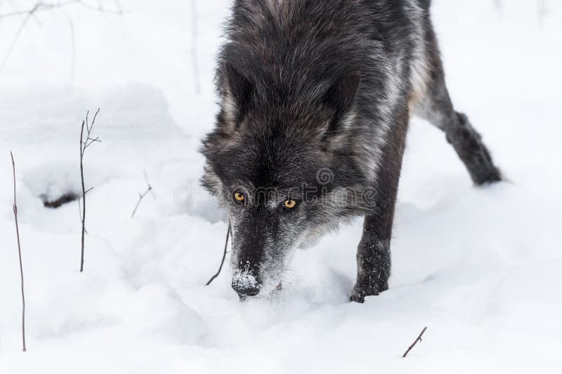 Schwarzer Welpe Des Wolf-(Canis Lupus) Mit Schmutziger Nase Stockfoto - Bild von canis, lupus ...