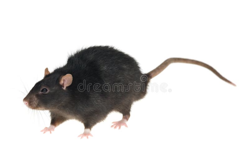 Schwarze Ratte stockbild. Bild von tier, ratte, getrennt - 3546469