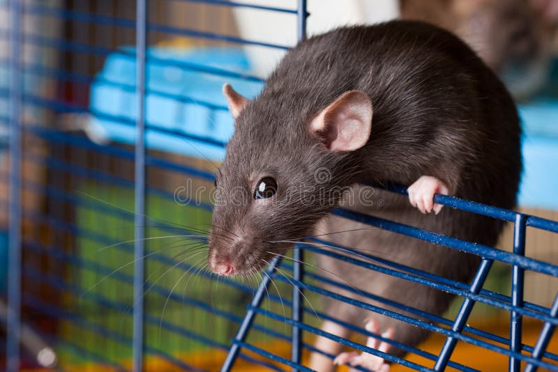 Dumbo Ratte stockfoto. Bild von whisker, tier, grau, geruch - 14238458