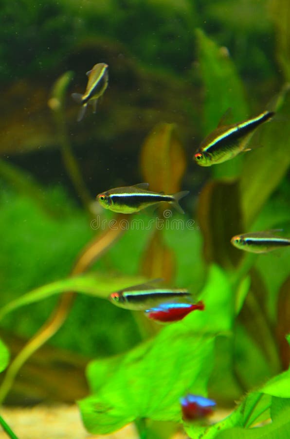 Neonfische stockfoto. Bild von amazonas, fische, wild - 52474704