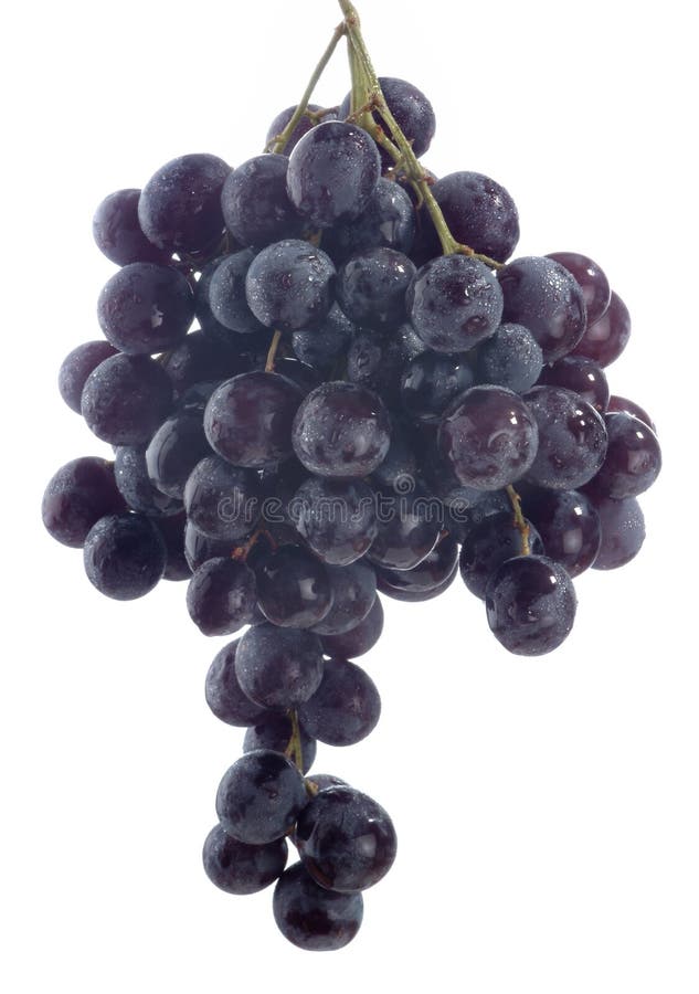 Schwarze Traube stockbild. Bild von traube, bündel, beeren - 989141