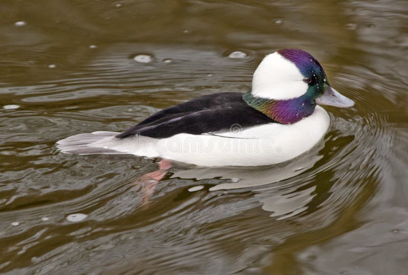 Schwarze Weiße Bufflehead-Ente Stockbild - Bild von nave, wasservogel ...