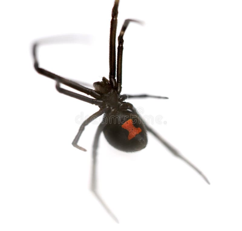 Schwarze Witwe stockbild. Bild von frau, spinnentier - 15313335