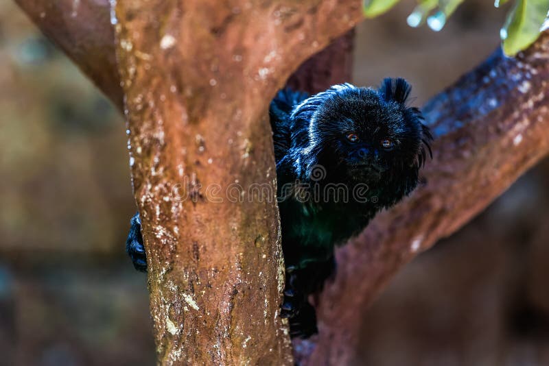 Schwarzer Affe auf Baum stockfoto. Bild von tier, krallenaffen - 54935418