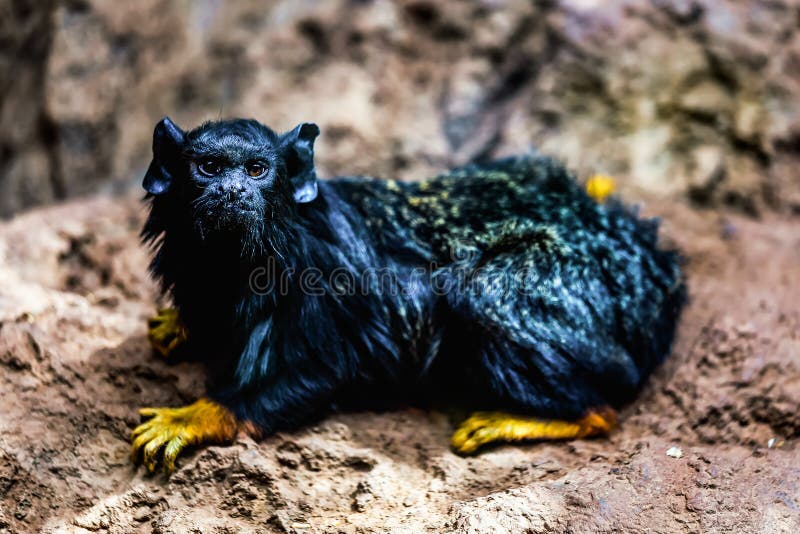 Schwarzer Affe auf Baum stockfoto. Bild von tier, krallenaffen - 54935418
