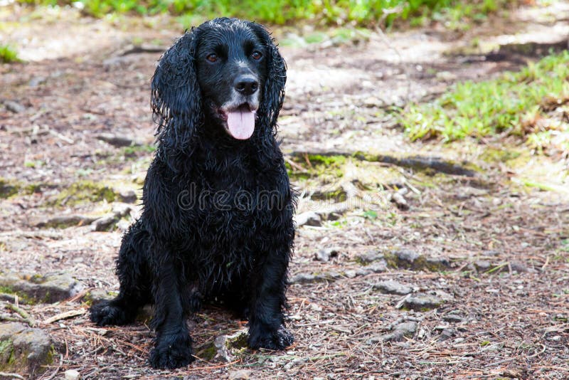 Schwarzer Cockerspaniel Stockfotos und Bilder - Laden Sie 206 ...
