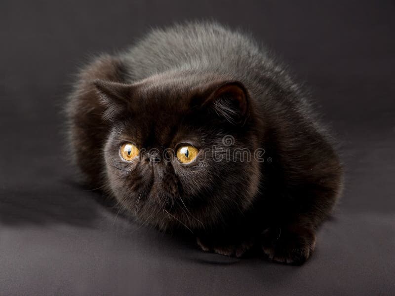 Schwarzer Exotischer Perser Auf Schwarzem Hintergrund Stockbild - Bild ...