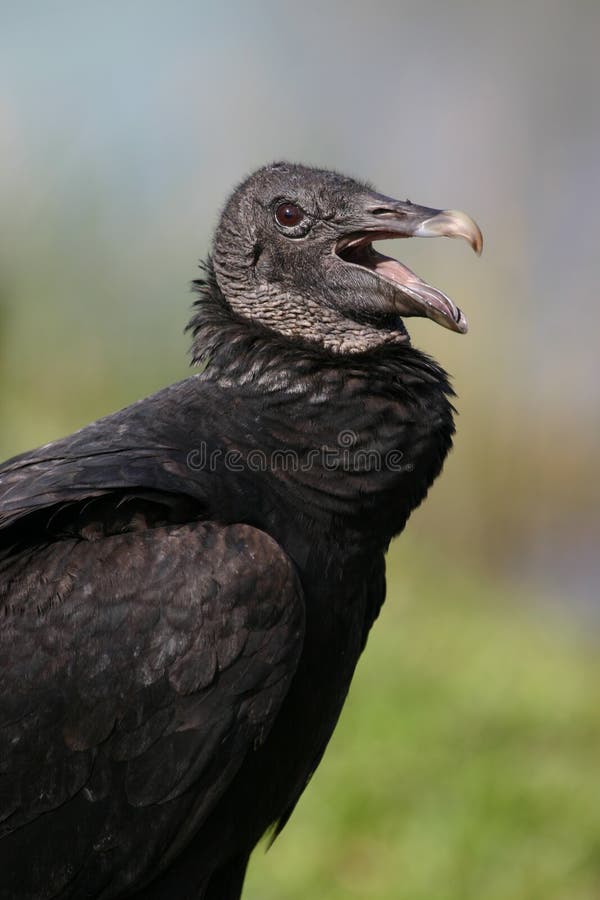 Schwarzer Geier stockfoto. Bild von braun, eurasier, raubvogel - 97207124