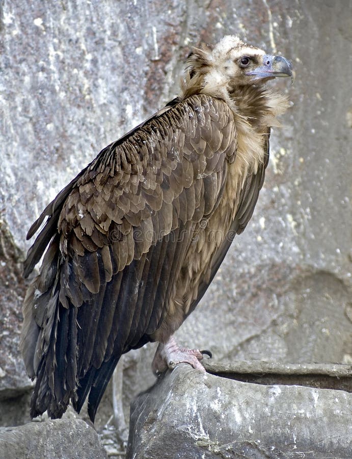 Schwarzer Geier (2), Florida Stockbild - Bild von kopf, amerika: 24887077
