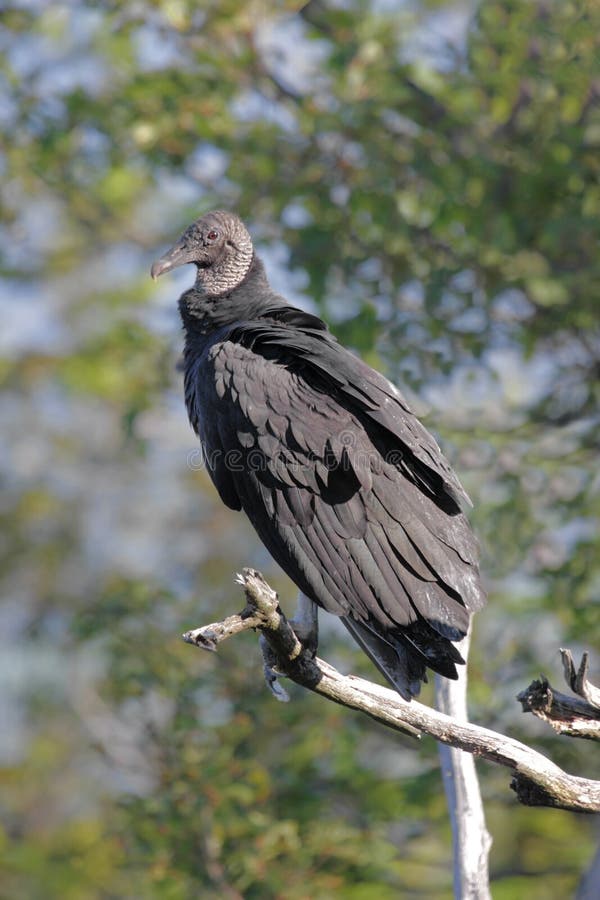 Schwarzer Geier (Coragyps Atratusz) Stockfoto - Bild von tier, vögel ...