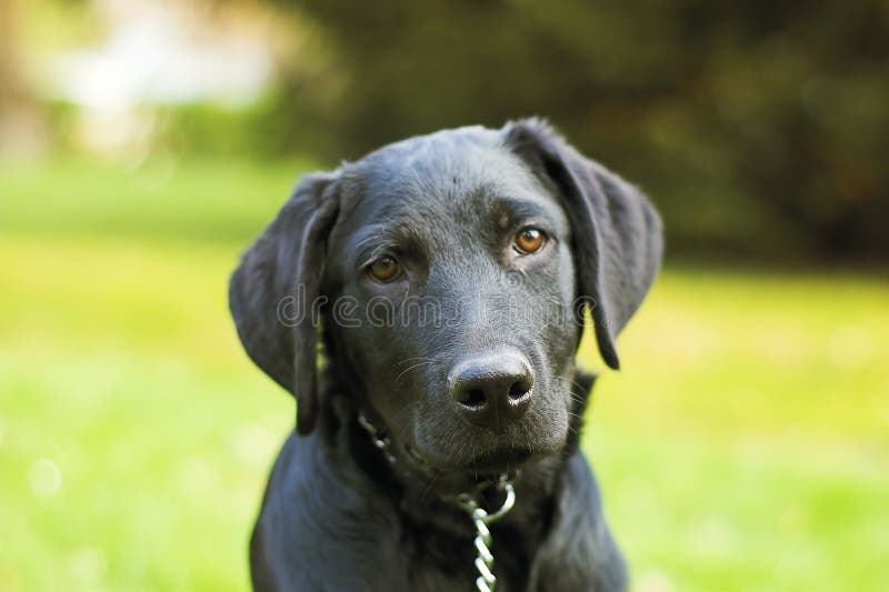 Schöner Grauer Hund, Der Sie überwacht Stockfoto - Bild von riss ...