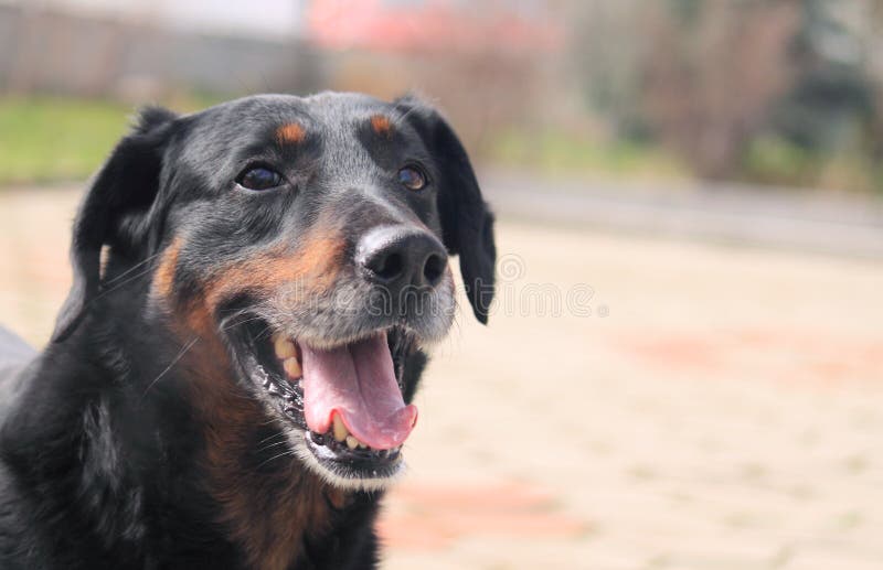 Schwarzer Hund Der Reinen Brut Stockfoto - Bild von schwarzes, brut ...
