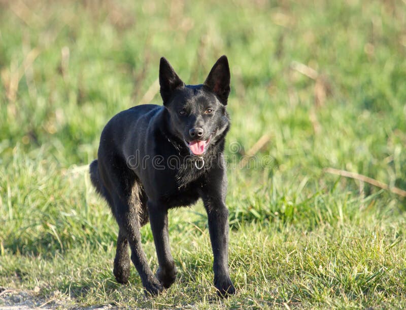 Schwarzer Hund Des Schipperke Stockbild - Bild von hund, haustier: 39059715