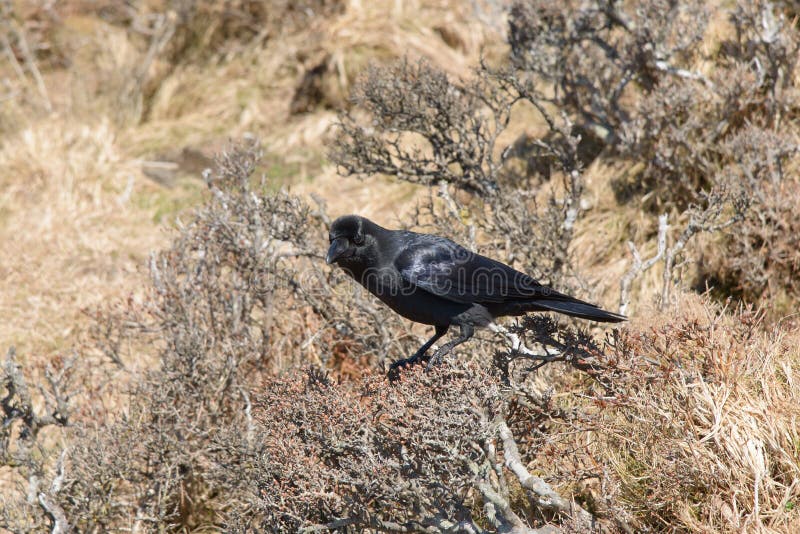 Kropf Stockfotos und Bilder - Laden Sie 1,884 lizenzfreie Fotos herunter
