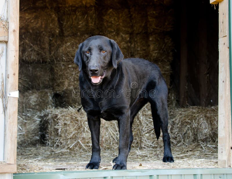 Schwarzer Labrador Retriever-Hund In Hay Barn Stockfoto - Bild von ...