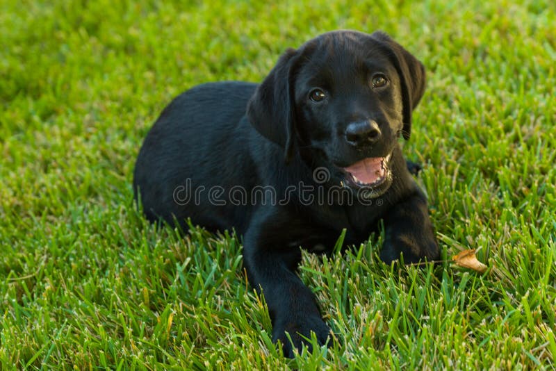 Schwarzer Labrador-Welpe stockfoto. Bild von hund, knuddelig - 33426208