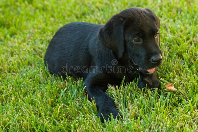 Schwarzer Labrador-Welpe stockfoto. Bild von labrador - 33426216