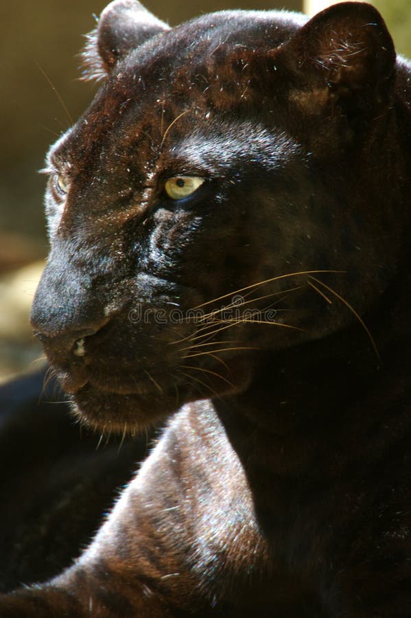 Schwarzer Leopard stockfoto. Bild von wildnis, tiere, schwarzes - 3604098