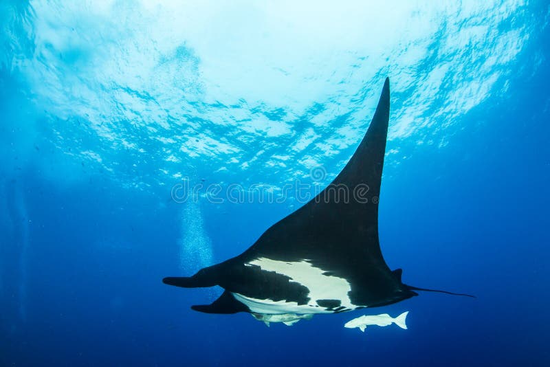Black Manta Ray in Islas Revillagigedos, Mexiko Stockfoto - Bild von ...