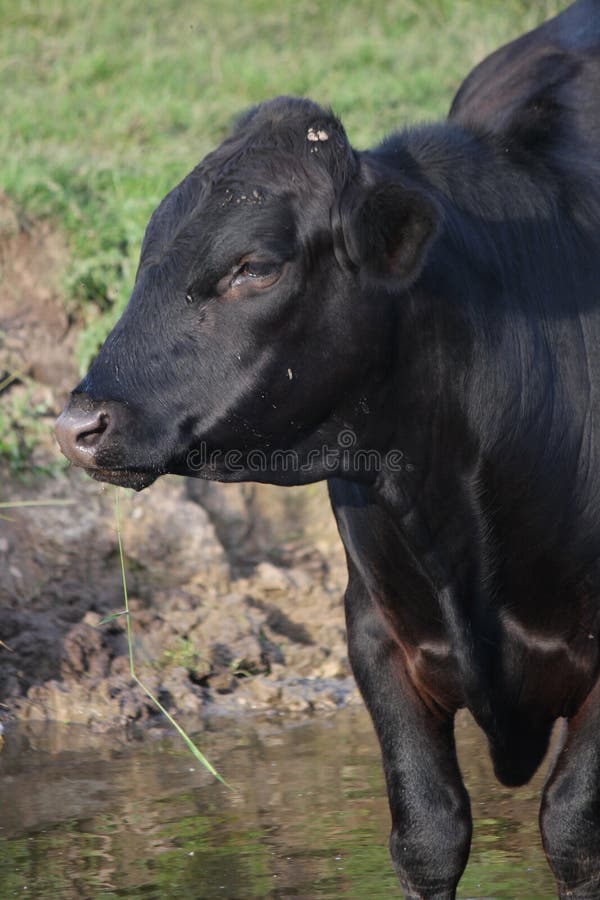 26,183 Ochse Fotos - Kostenlose und Royalty-Free Stock-Fotos von Dreamstime